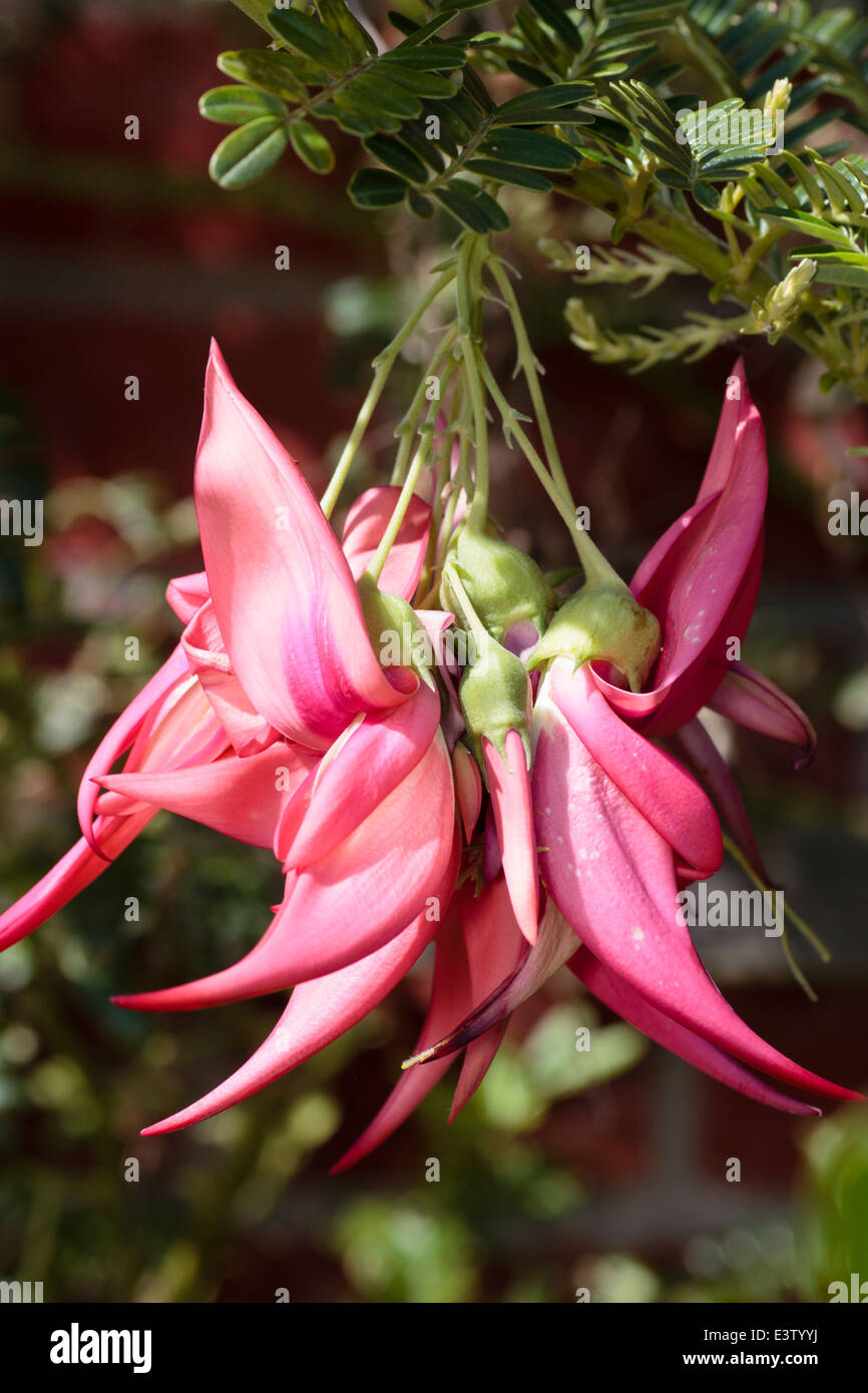 Clianthus Stock Photos & Clianthus Stock Images - Alamy