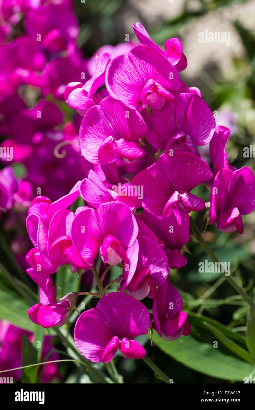 Flowers of the perennial pea, Lathyrus latifolius Stock Photo - Alamy