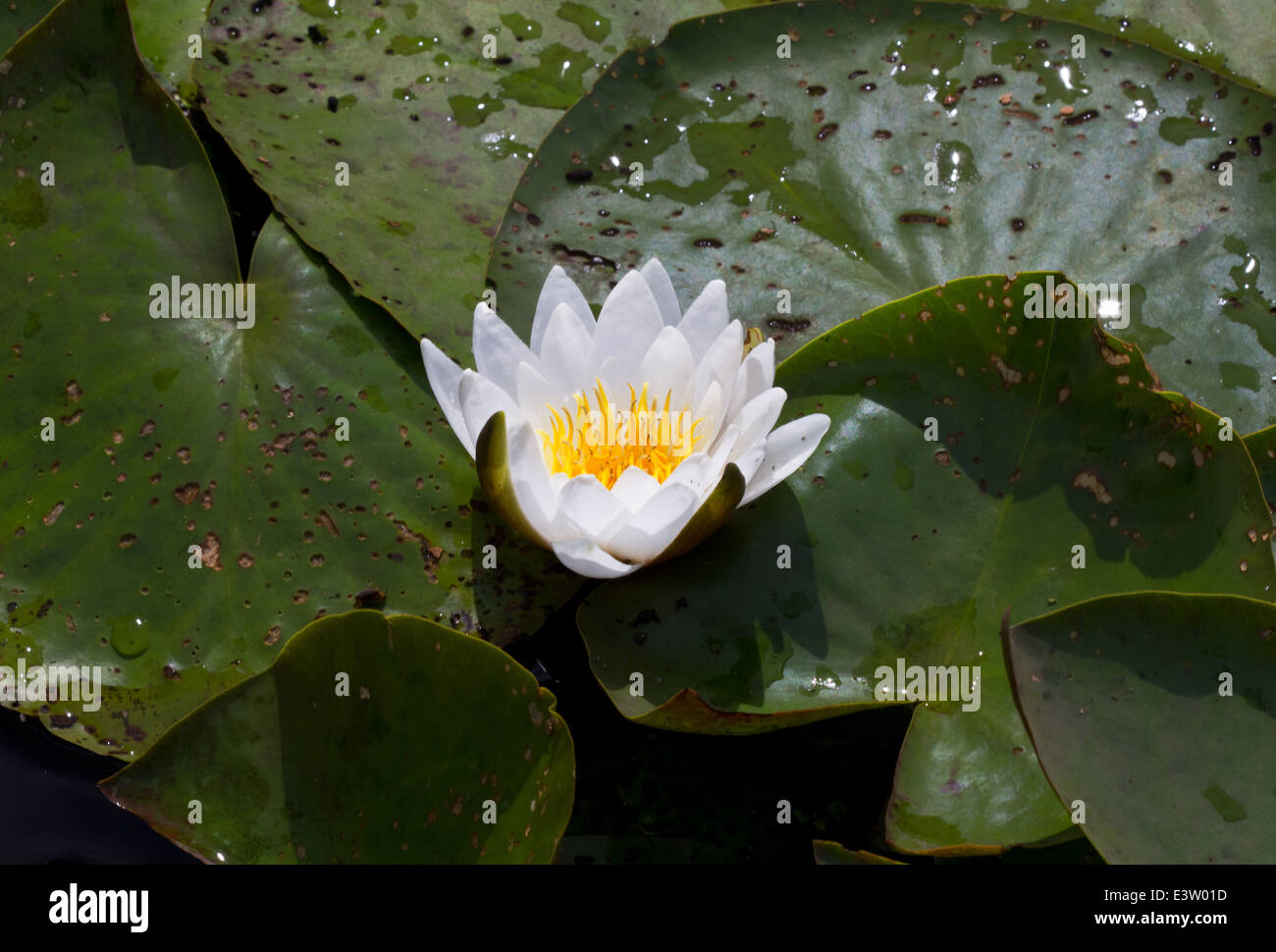 Nymphaea alba, also known as the European White Waterlily Stock Photo ...