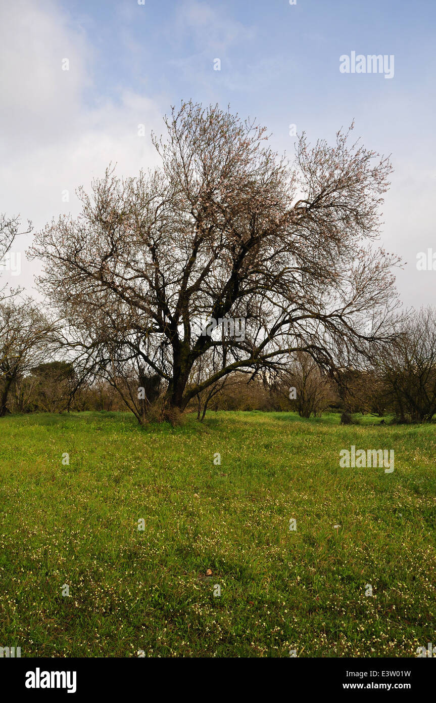 Almond tree in grass field. Spring landscape Stock Photo - Alamy