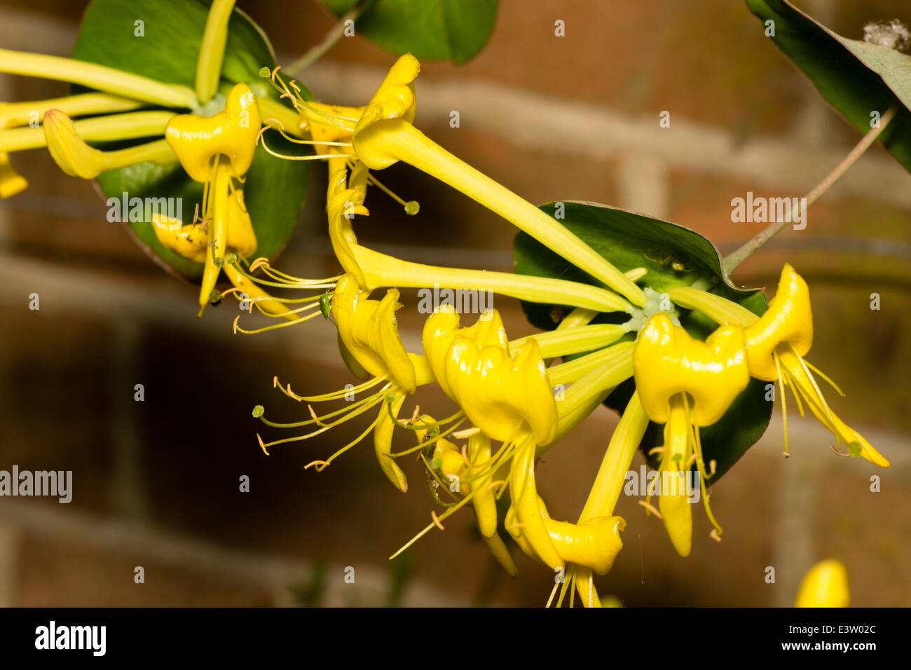 Climbing and twining vine hi-res stock photography and images - Alamy