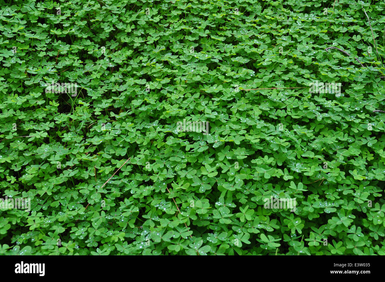 Clover plant with rain drops winter background. Nature abstract Stock ...