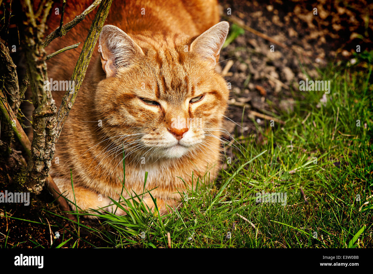 Domestic Cat napping in garden Stock Photo - Alamy