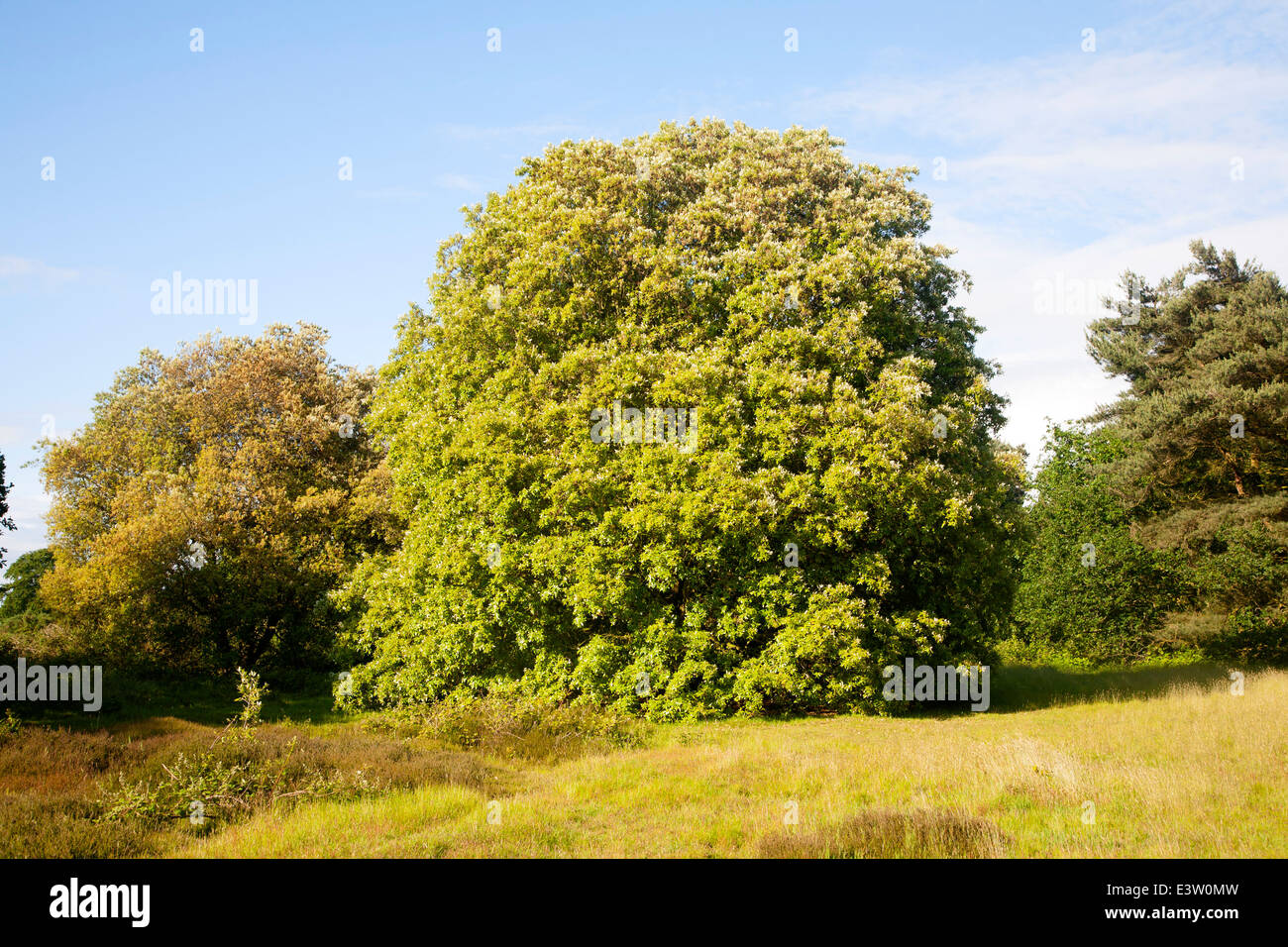 Holm oak tree, Quercus ilex, growing on heathland Shottisham, Suffolk ...