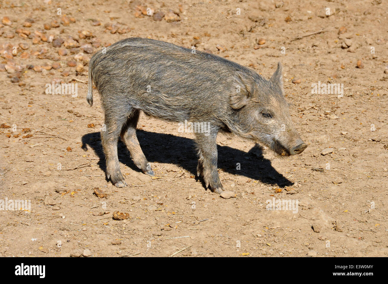 Wild boar piglet feeding on figs. Young animal Stock Photo - Alamy