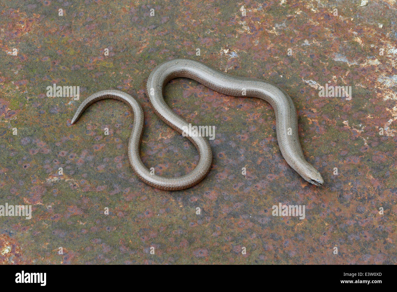 Slow worm, Anguis fragilis, single reptile on tin, Warwickshire, May ...