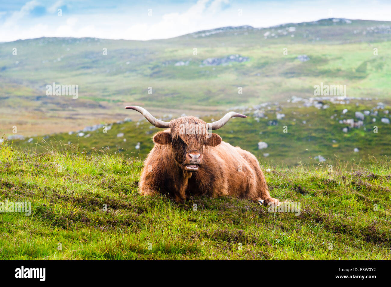 Highland cow cattle shaggy long coat long horns scottish scotland hi ...