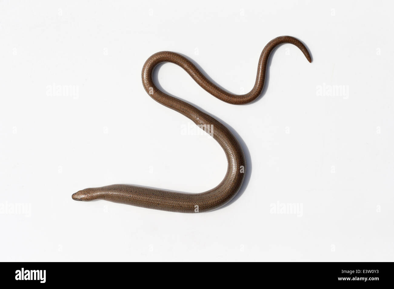 Slow worm, Anguis fragilis, single reptile, Warwickshire, May 2014 ...