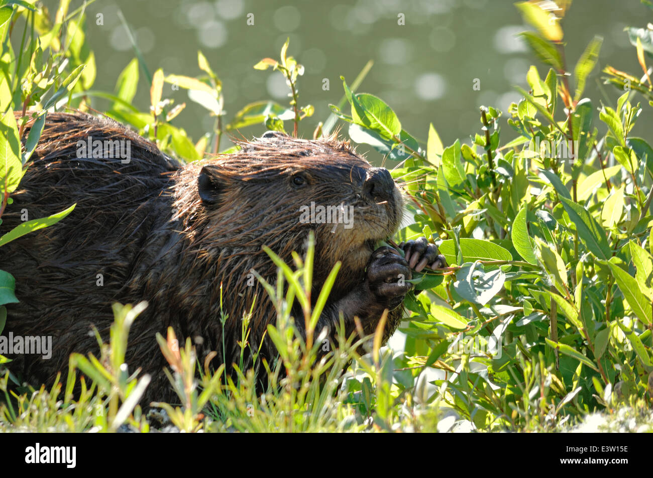North American Beaver (Castor canadensis Stock Photo - Alamy