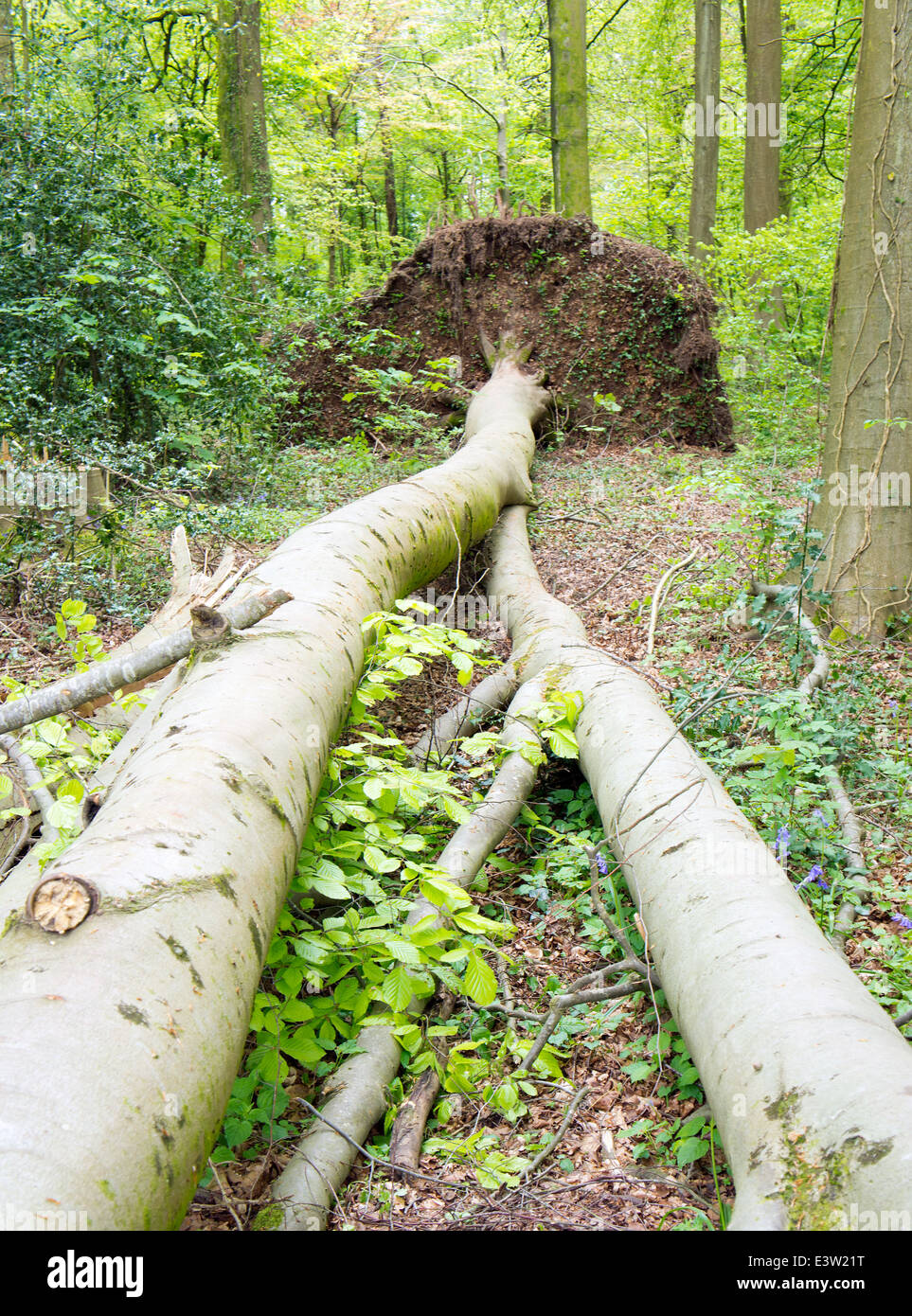 Uprooted Storm Damaged Tree Stock Photo - Alamy