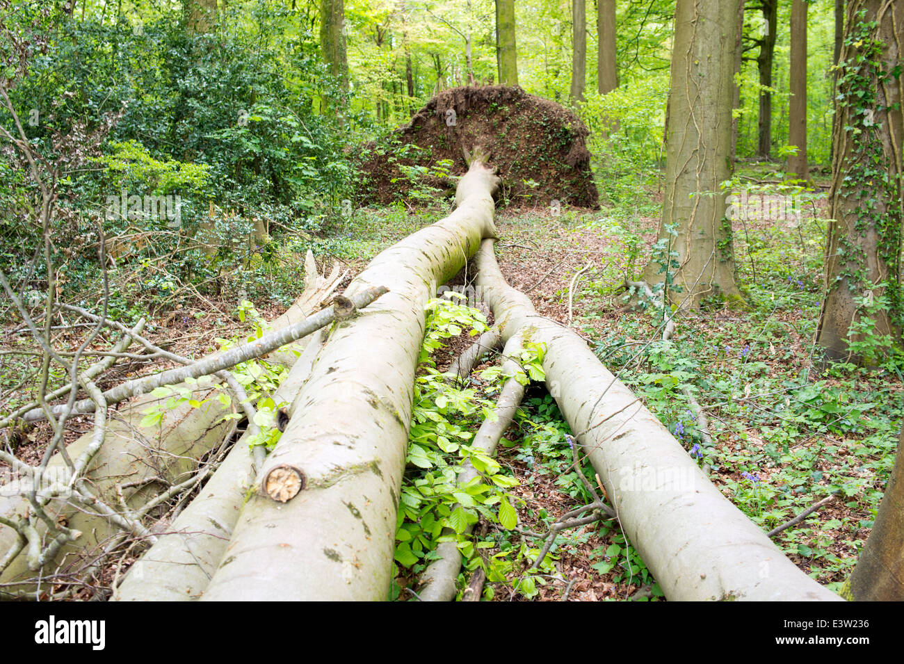 Uprooted Storm Damaged Tree Stock Photo - Alamy