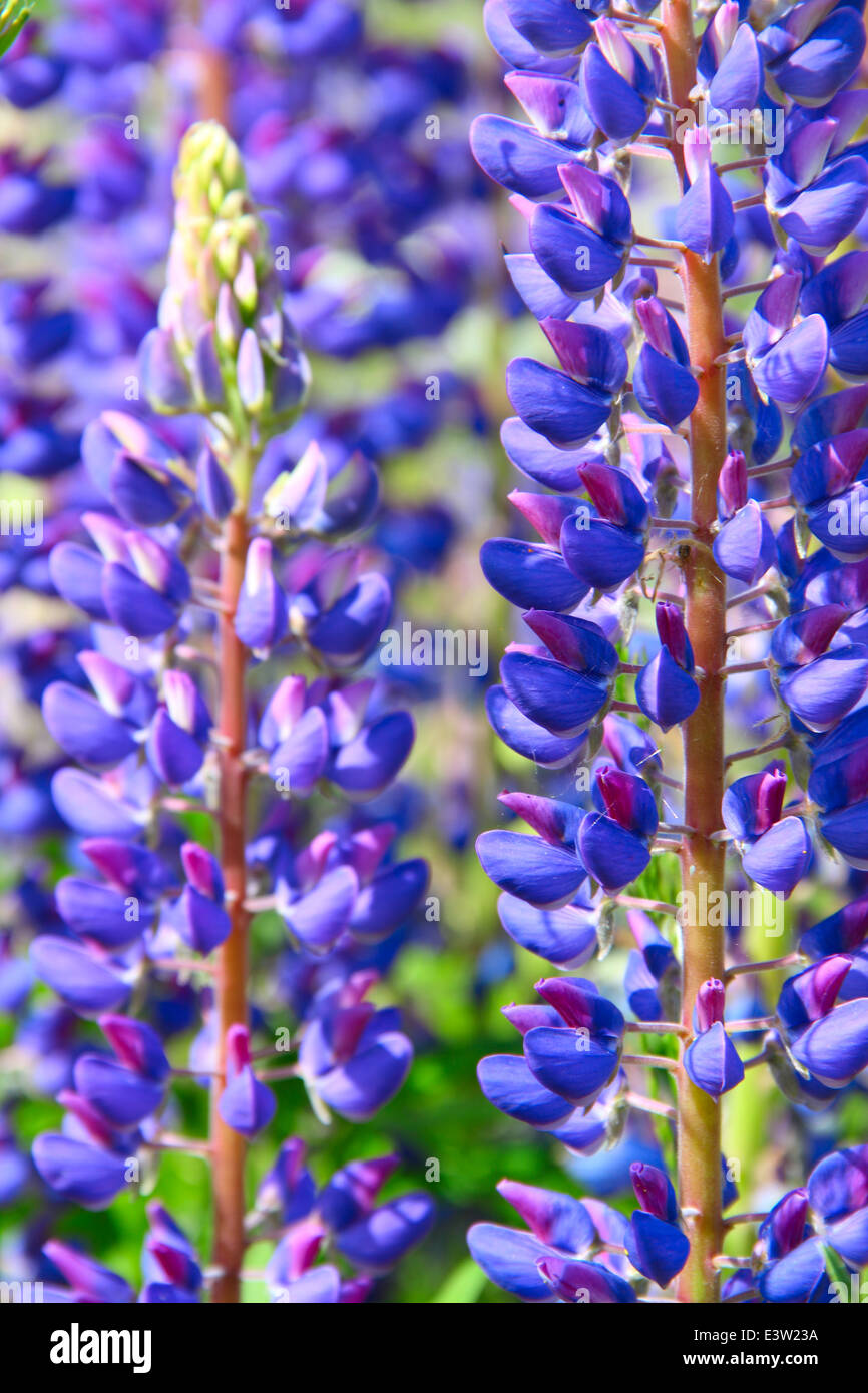 Summer lupine hi-res stock photography and images - Alamy