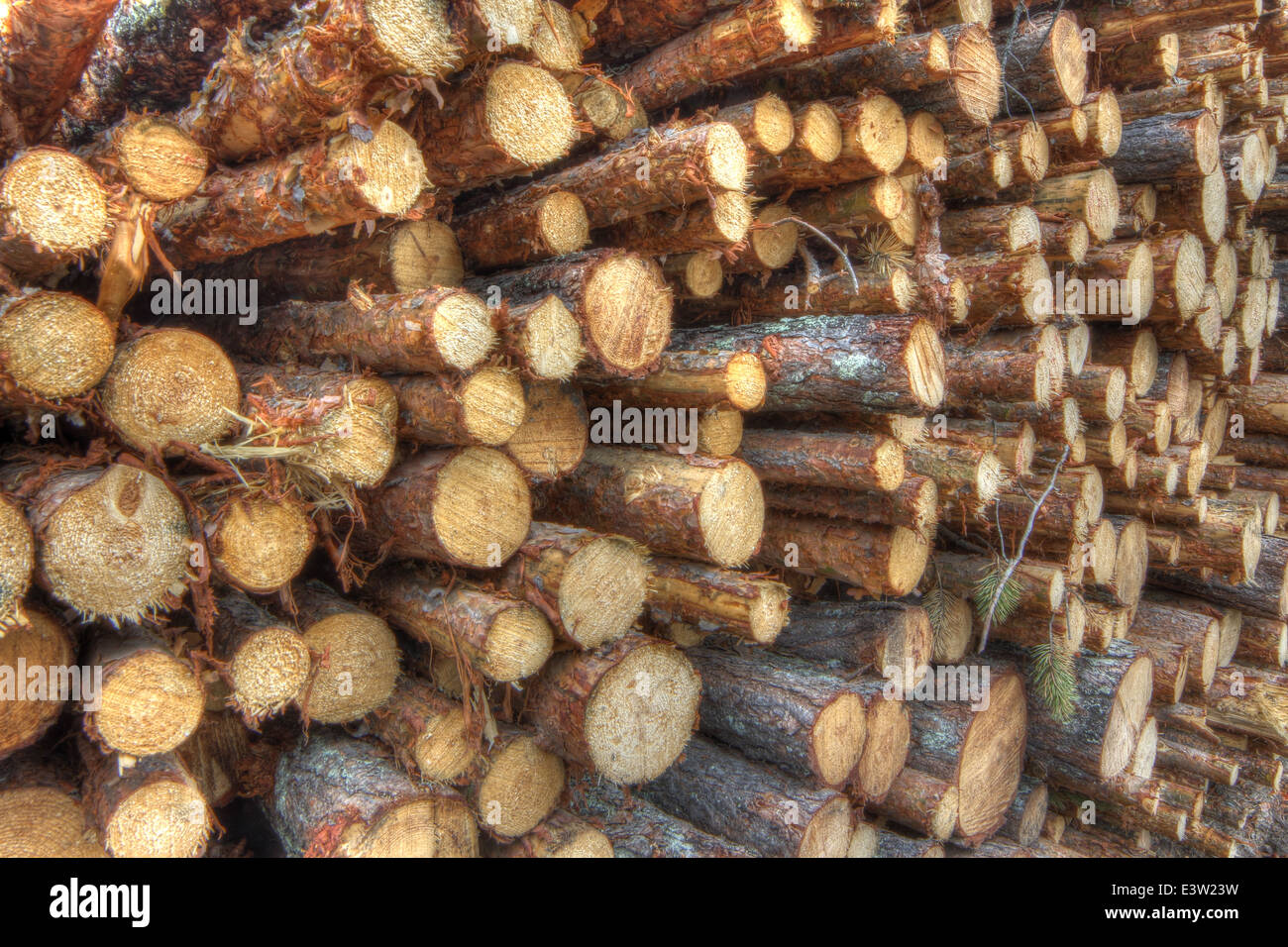 Freshly cut tree branch hi-res stock photography and images - Alamy
