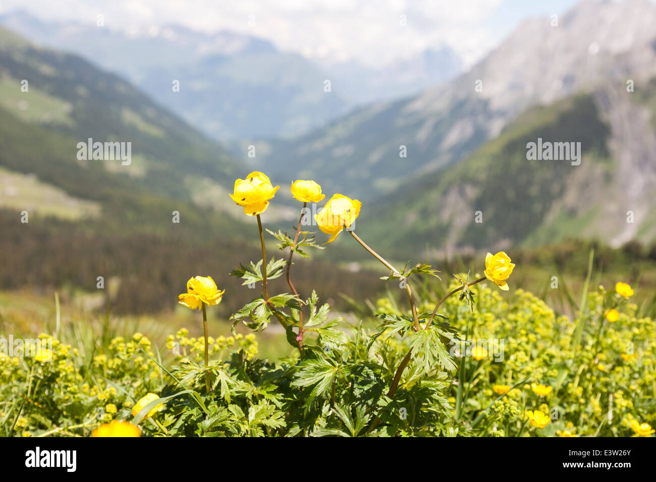 Yellow trollius europaeus and view near Grosse Scheidegg and Wetterhorn ...