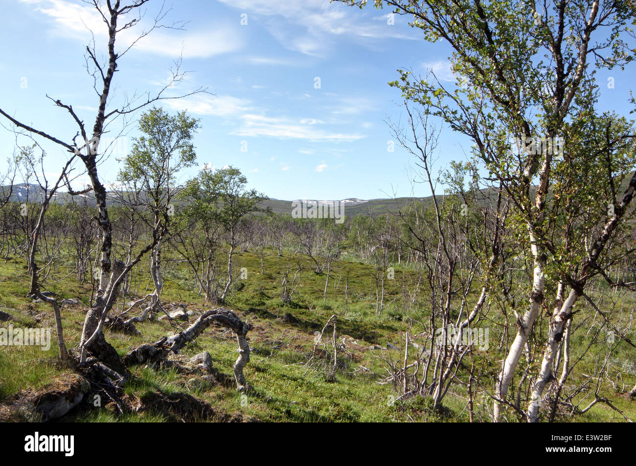 Tundra Landscape with trees and hills in northern Norway Stock Photo ...