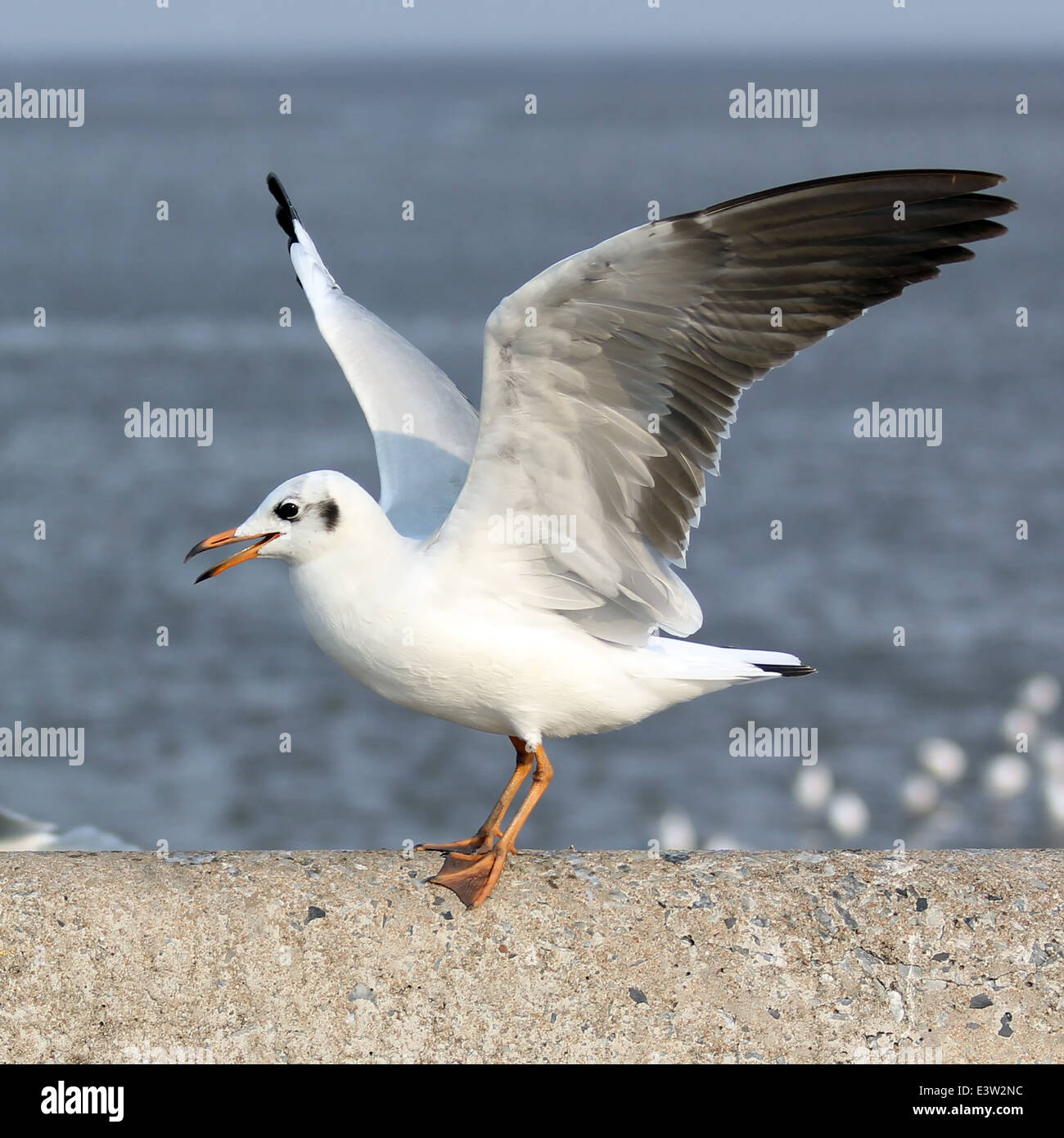 closeup of seagull on beautiful sea background Stock Photo - Alamy