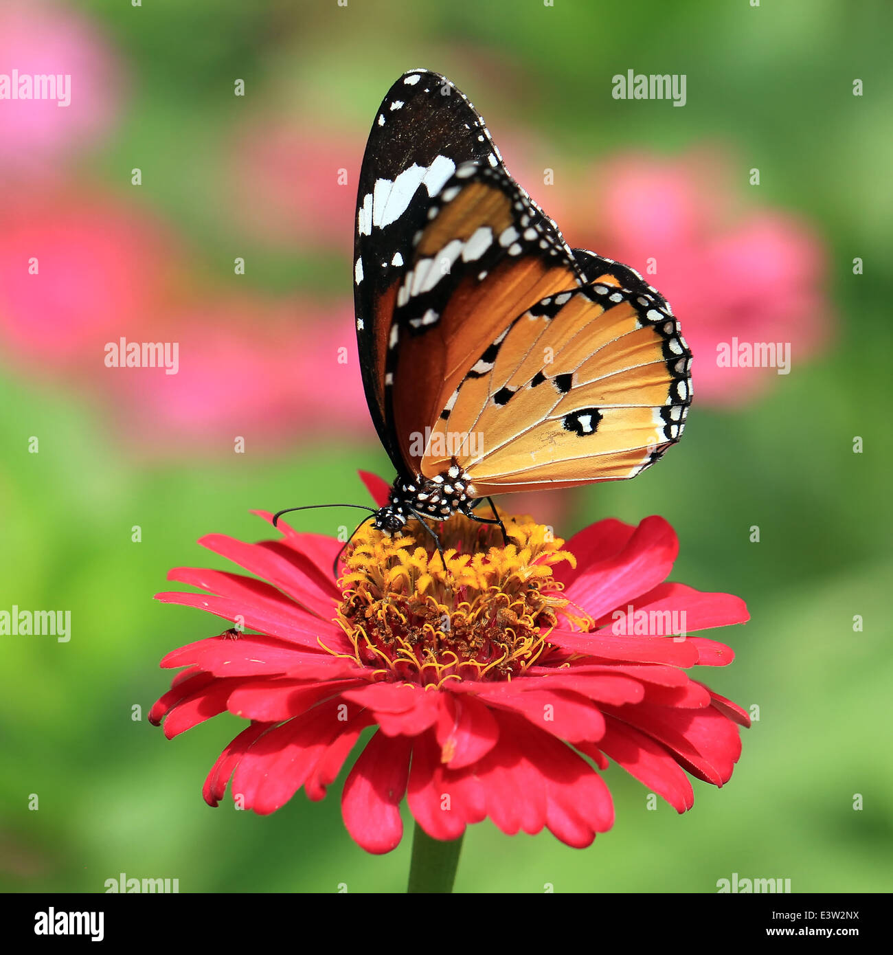 beautiful butterfly in the natural Stock Photo - Alamy