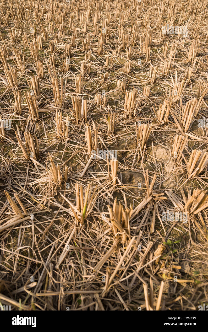 paddy field after harvested Stock Photo - Alamy