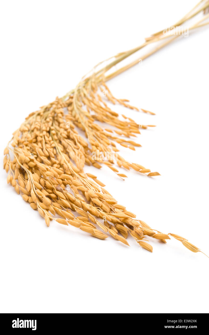 paddy on a white background Stock Photo - Alamy