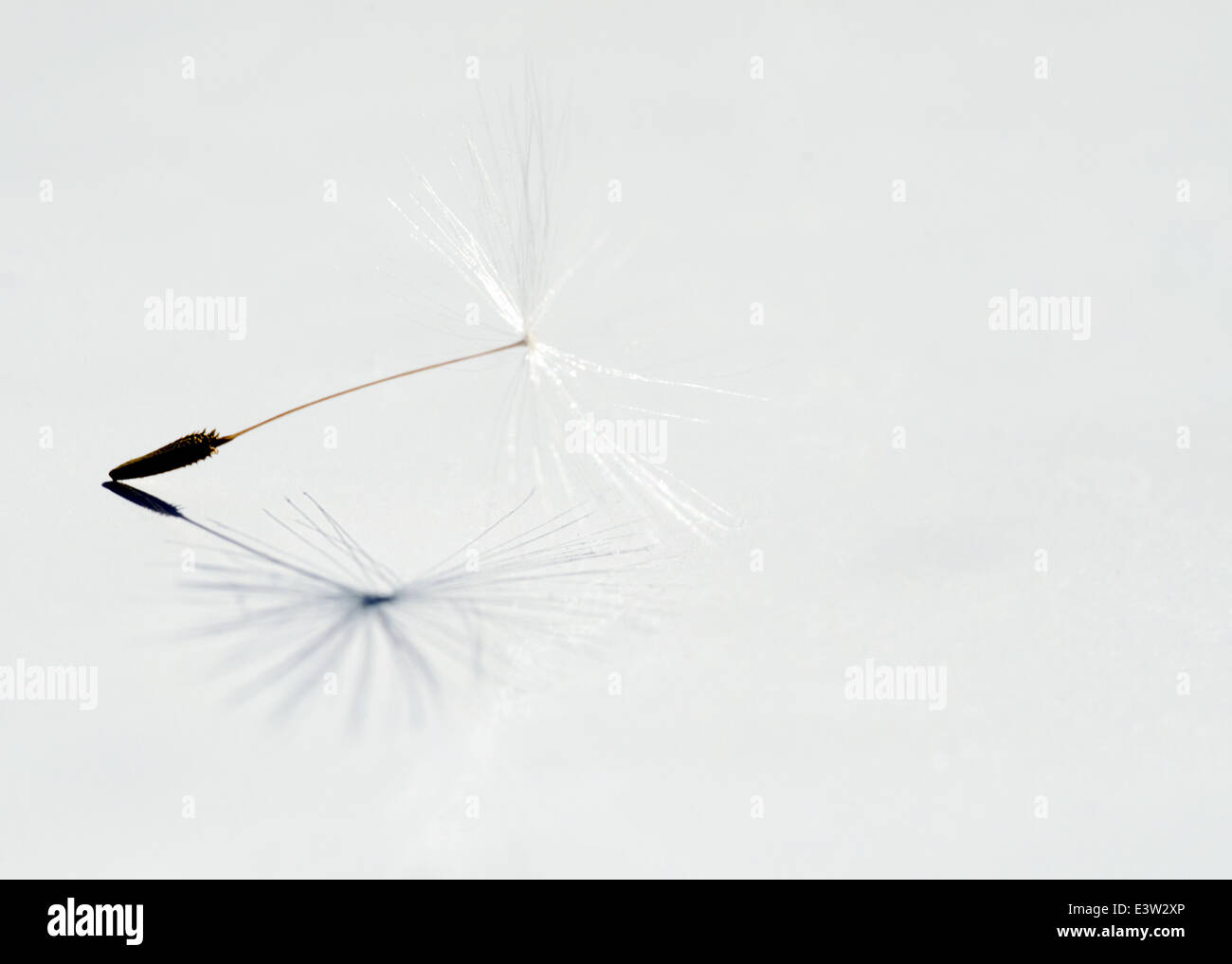 Single Dandelion seed Stock Photo - Alamy