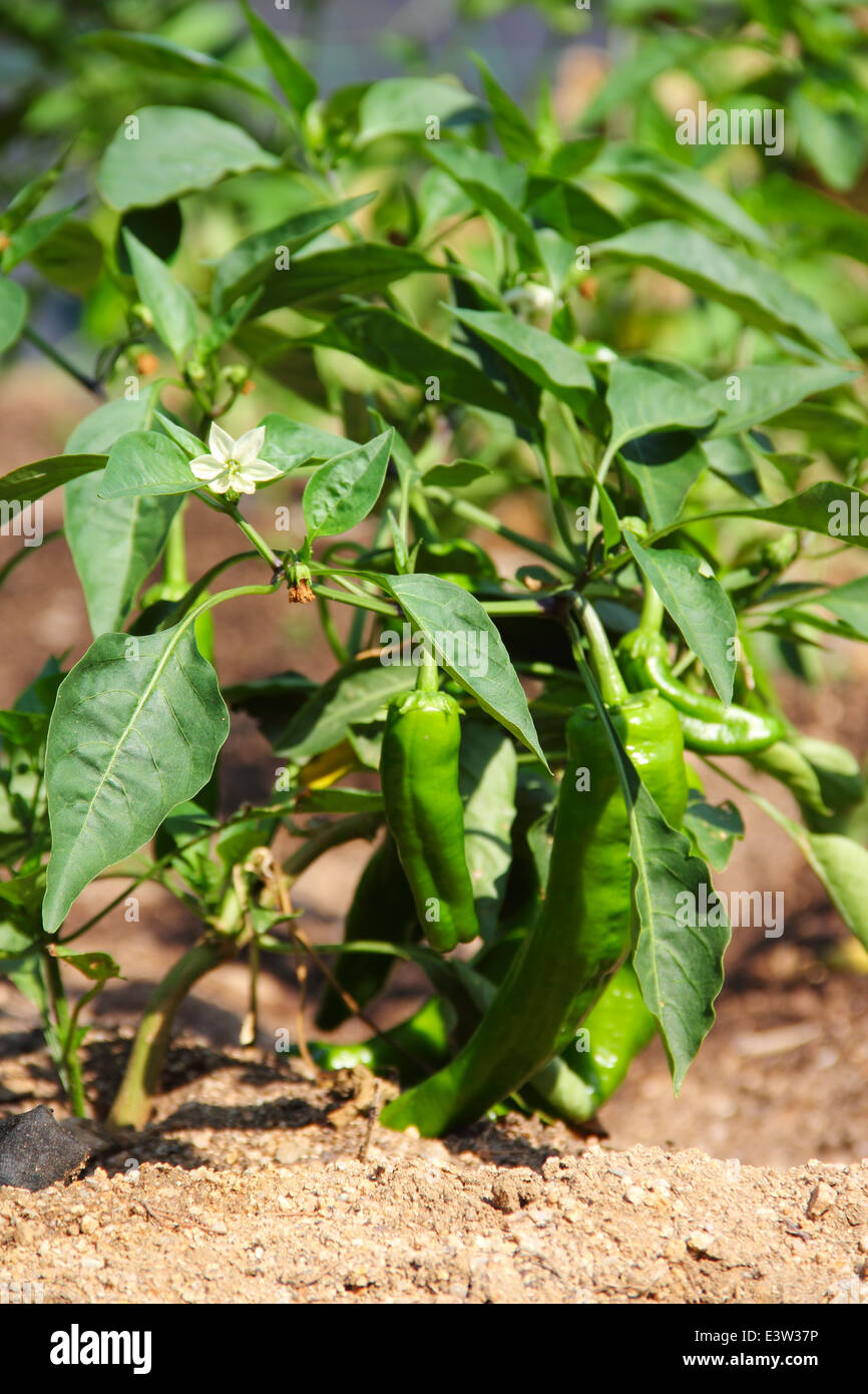 Green pepper plant with fruits in garden outdoors Stock Photo - Alamy