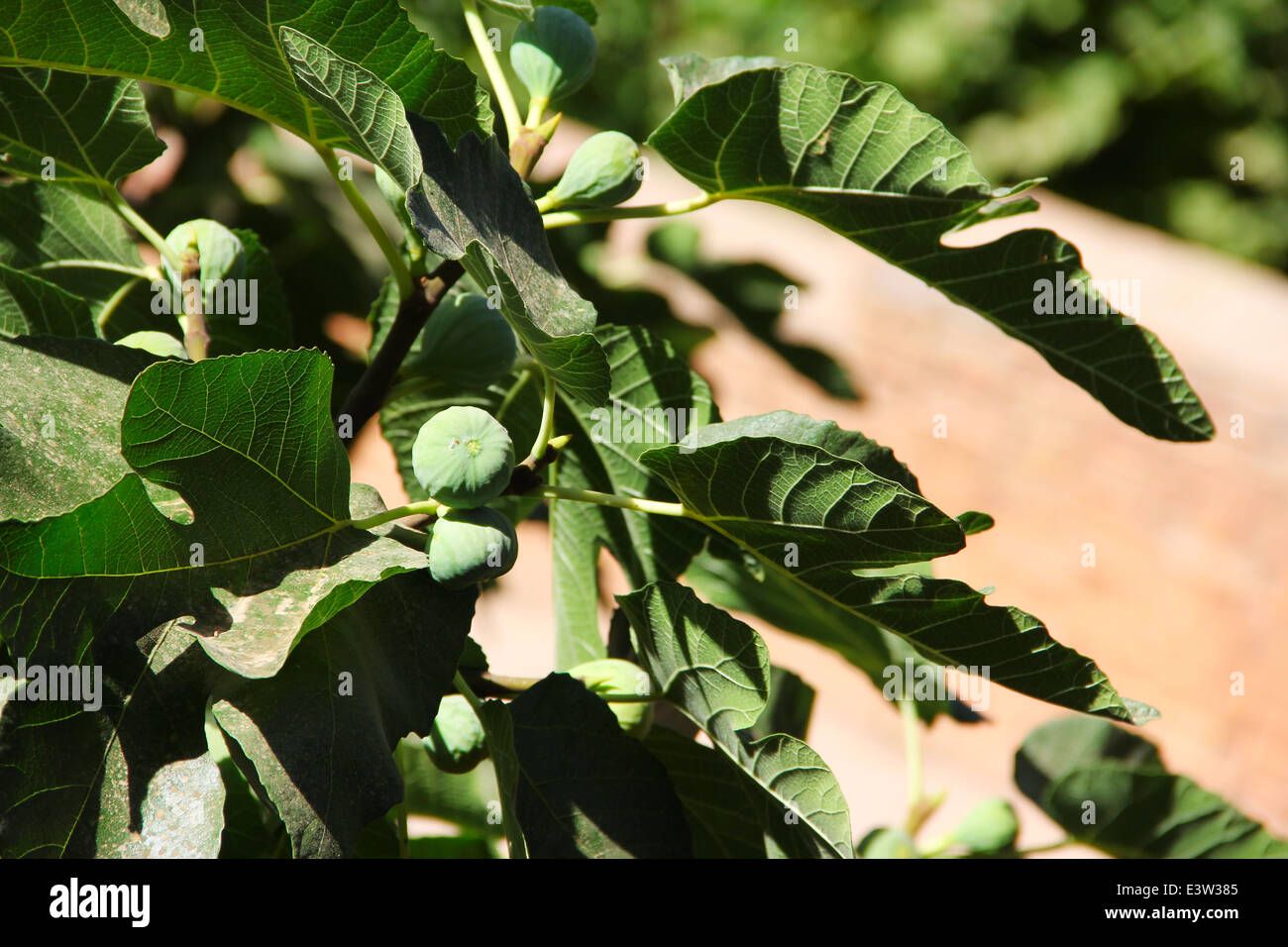Graden produce hi-res stock photography and images - Alamy