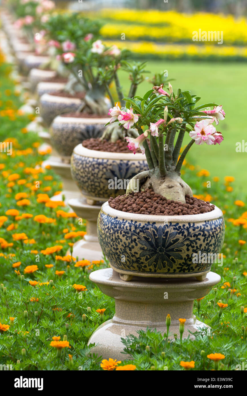 Desert rose or Ping Bignonia in pots ceramic Stock Photo - Alamy