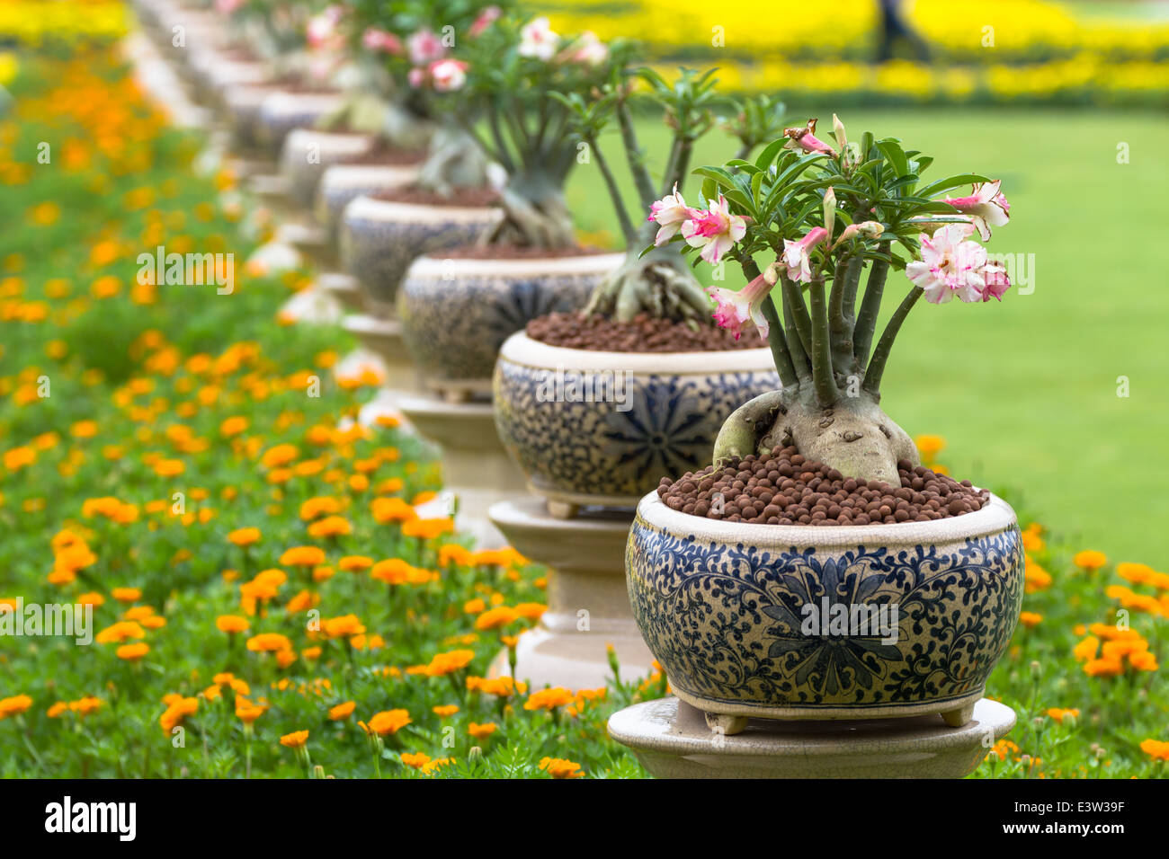Desert rose or Ping Bignonia in pots ceramic Stock Photo - Alamy