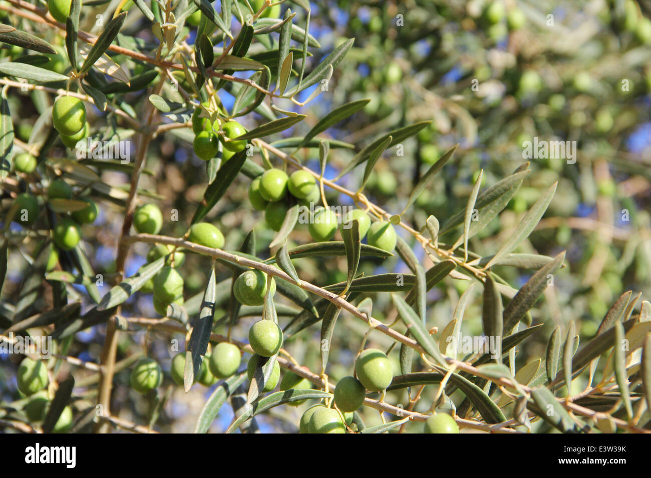 Olive boughs hi-res stock photography and images - Alamy