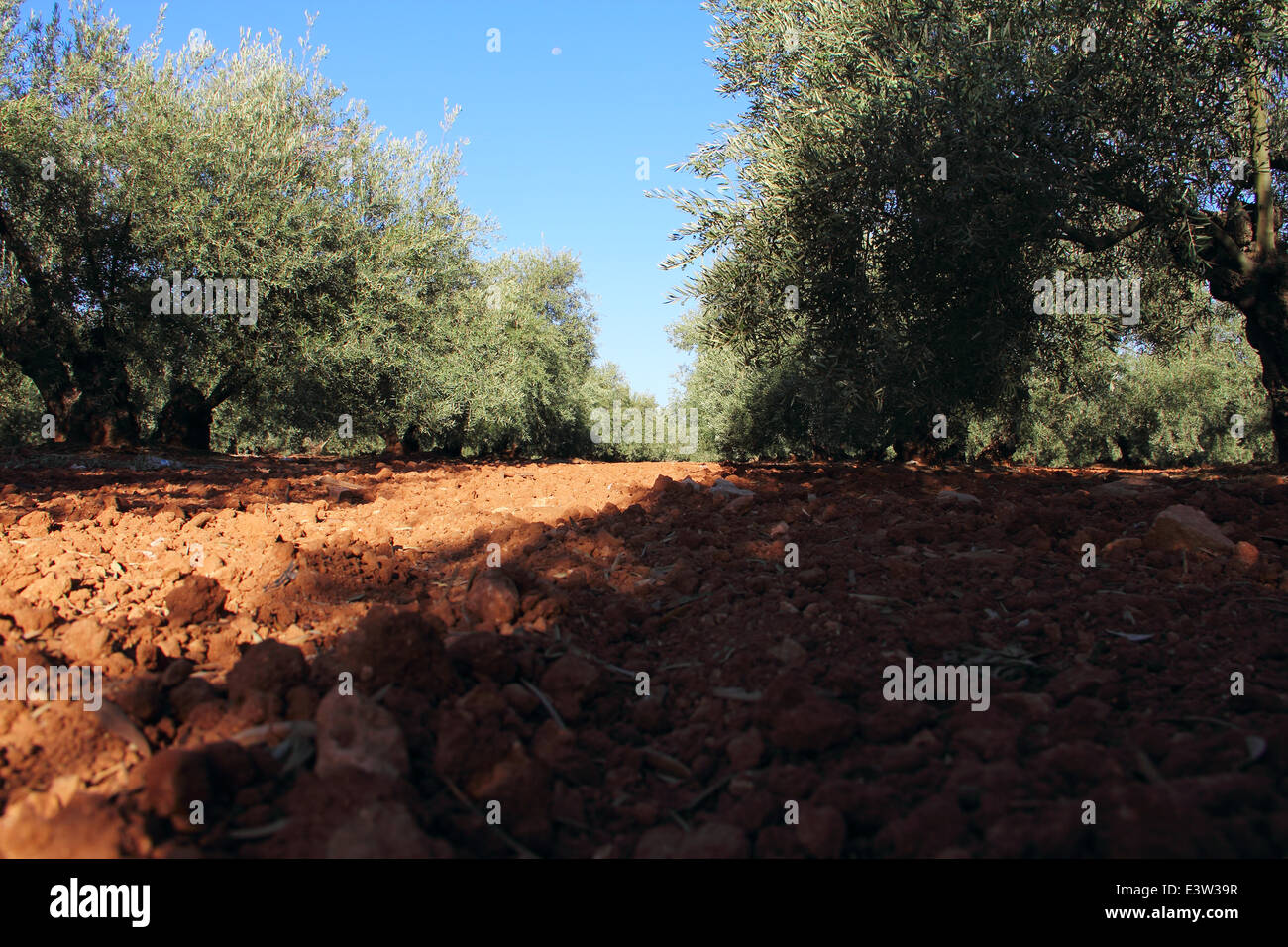 Olive trees red soil hi-res stock photography and images - Alamy