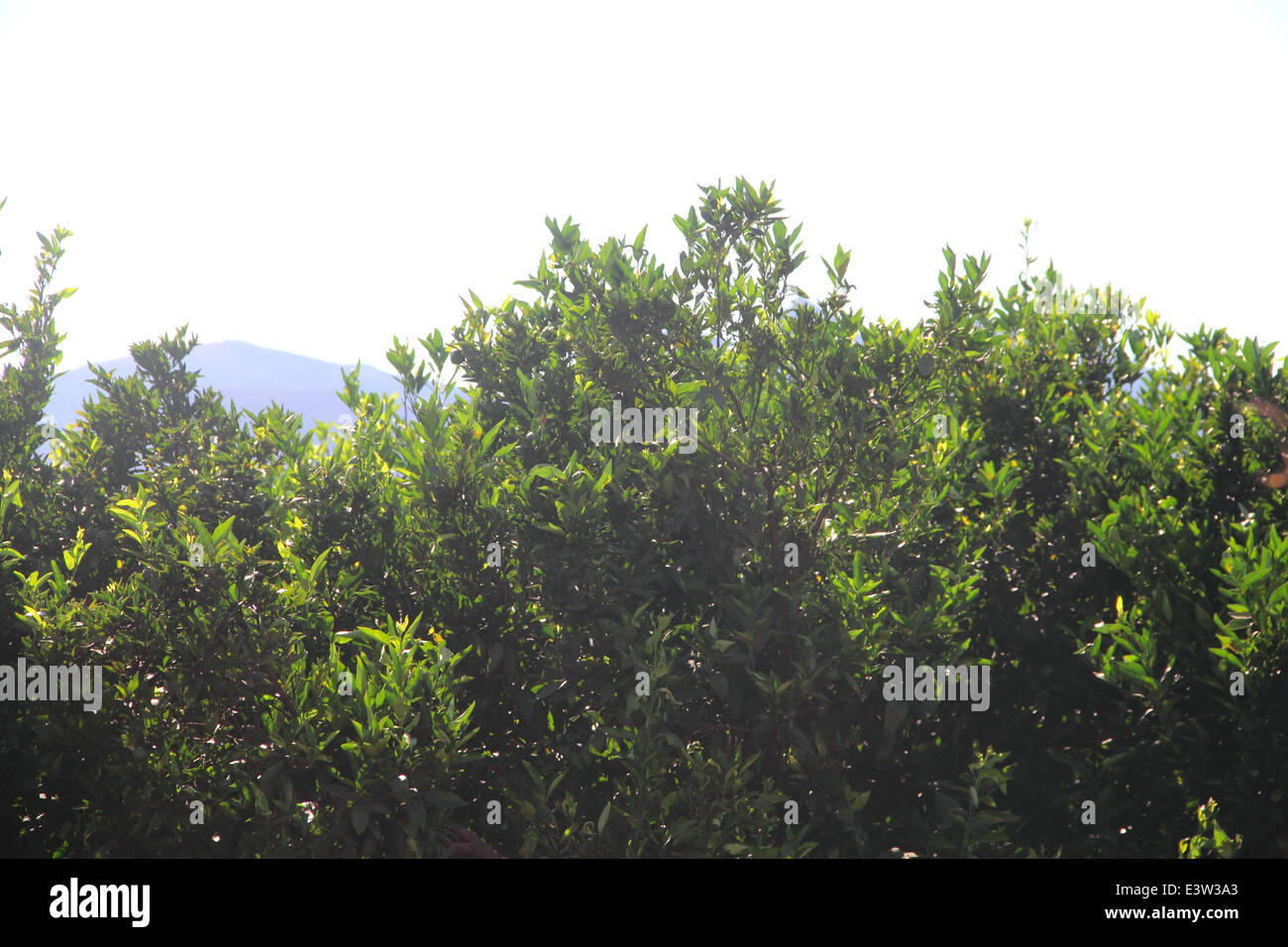Almond tree field wind hi-res stock photography and images - Alamy