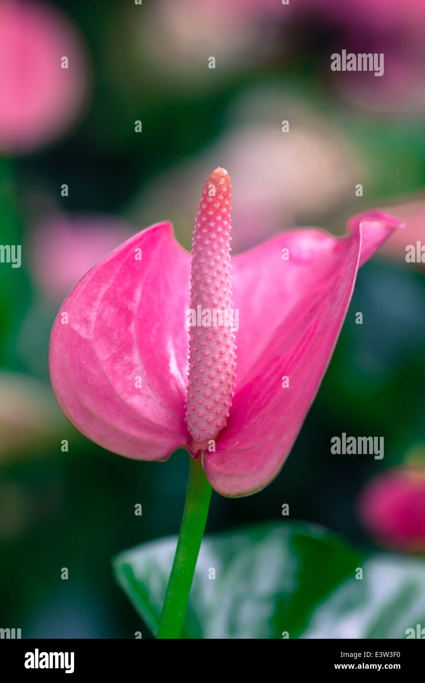 Arum Lily Spadix Stock Photos & Arum Lily Spadix Stock Images - Alamy