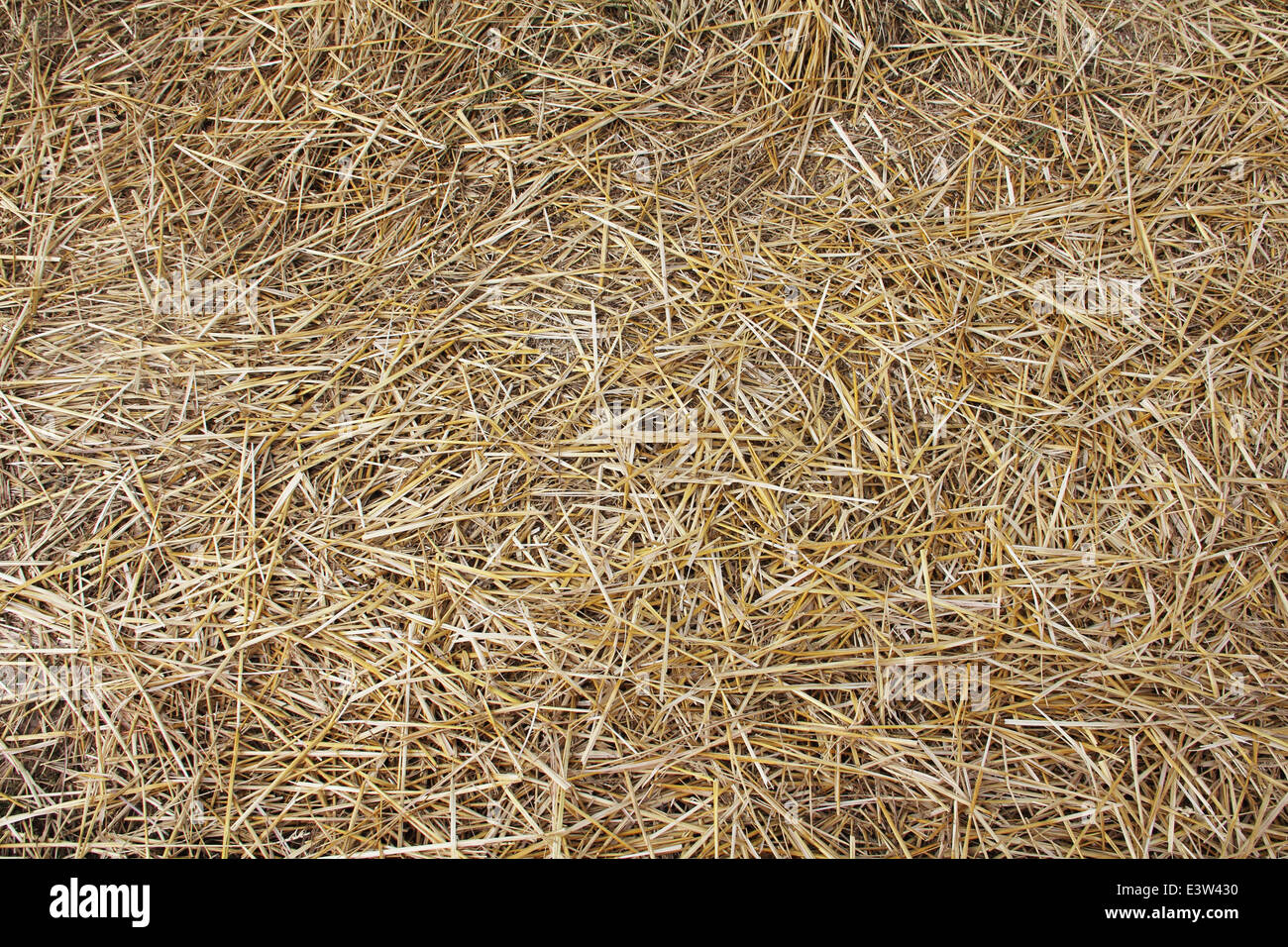 Straw Wisp Stock Photos & Straw Wisp Stock Images - Alamy
