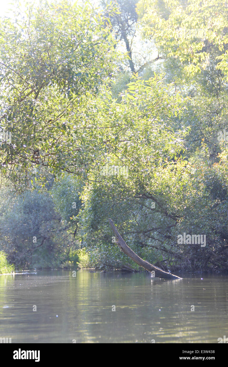 Forest river scene with trees over the water Stock Photo - Alamy