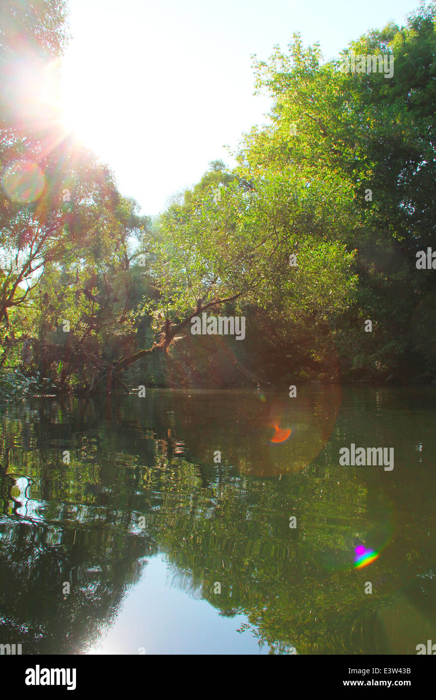 Forest river scene with trees over the water Stock Photo - Alamy