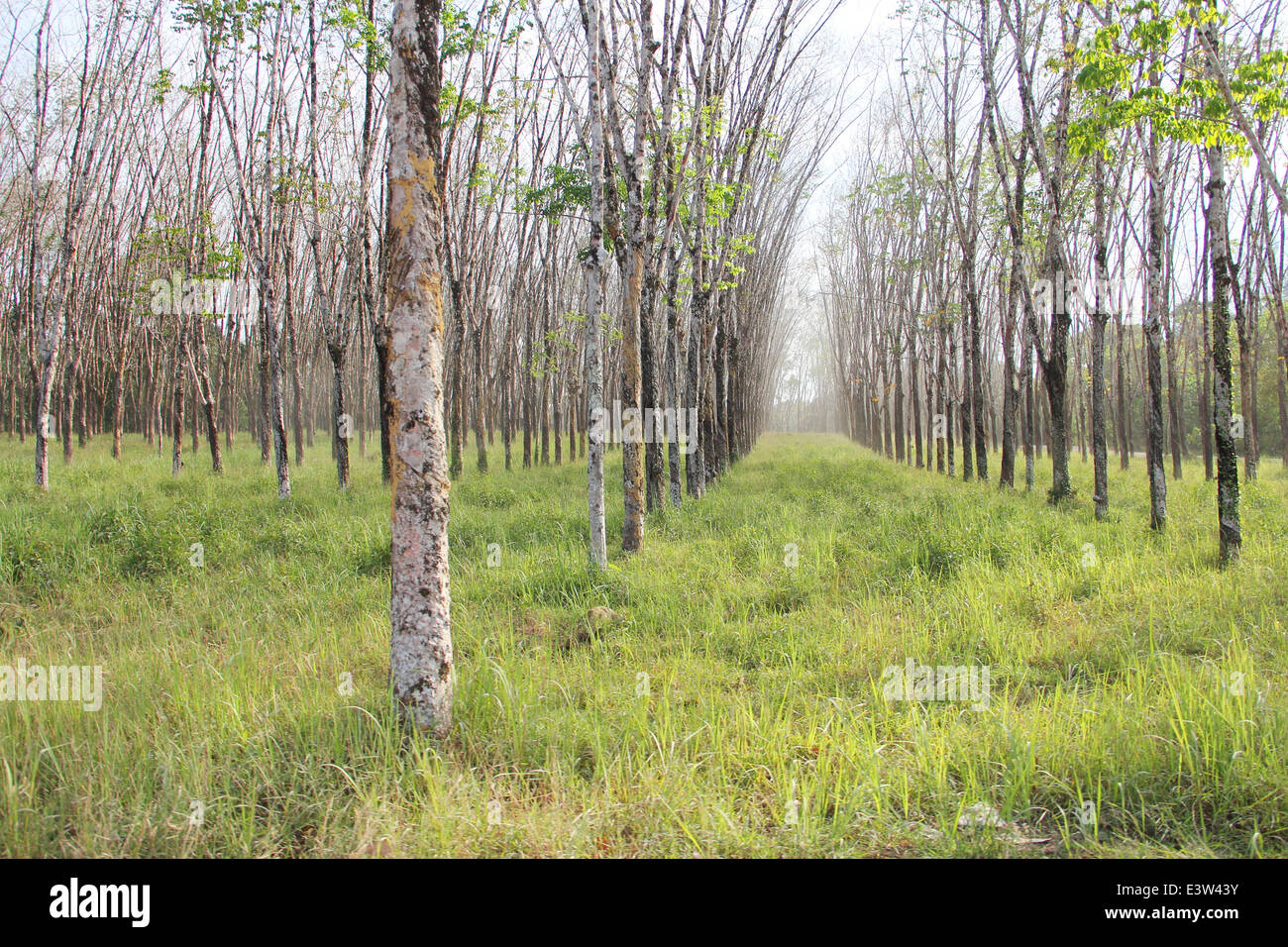 Rubber plant plantation with rows of cultivated trees Stock Photo - Alamy