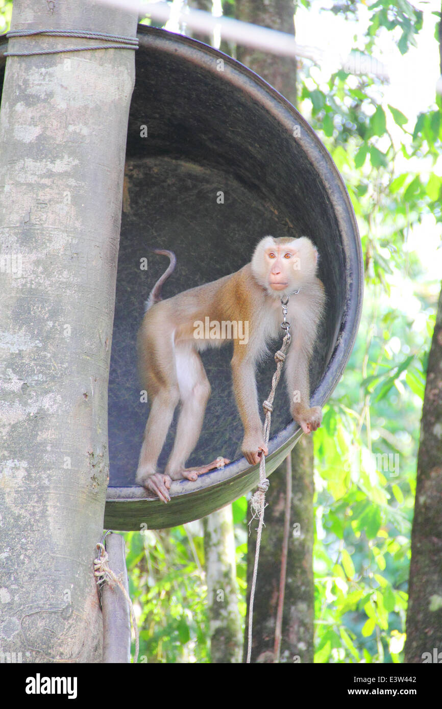 Monkey ear hi-res stock photography and images - Alamy