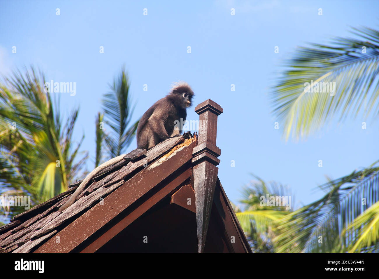 Roof monkey hi-res stock photography and images - Alamy