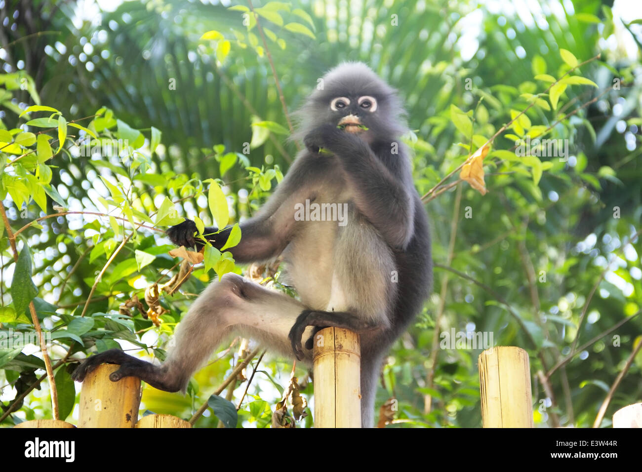 Hairy monkey hi-res stock photography and images - Alamy