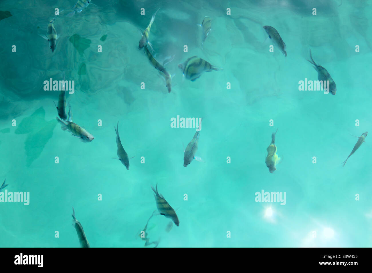Photo of a tropical Fish in transparent blue sea water close-up Stock ...