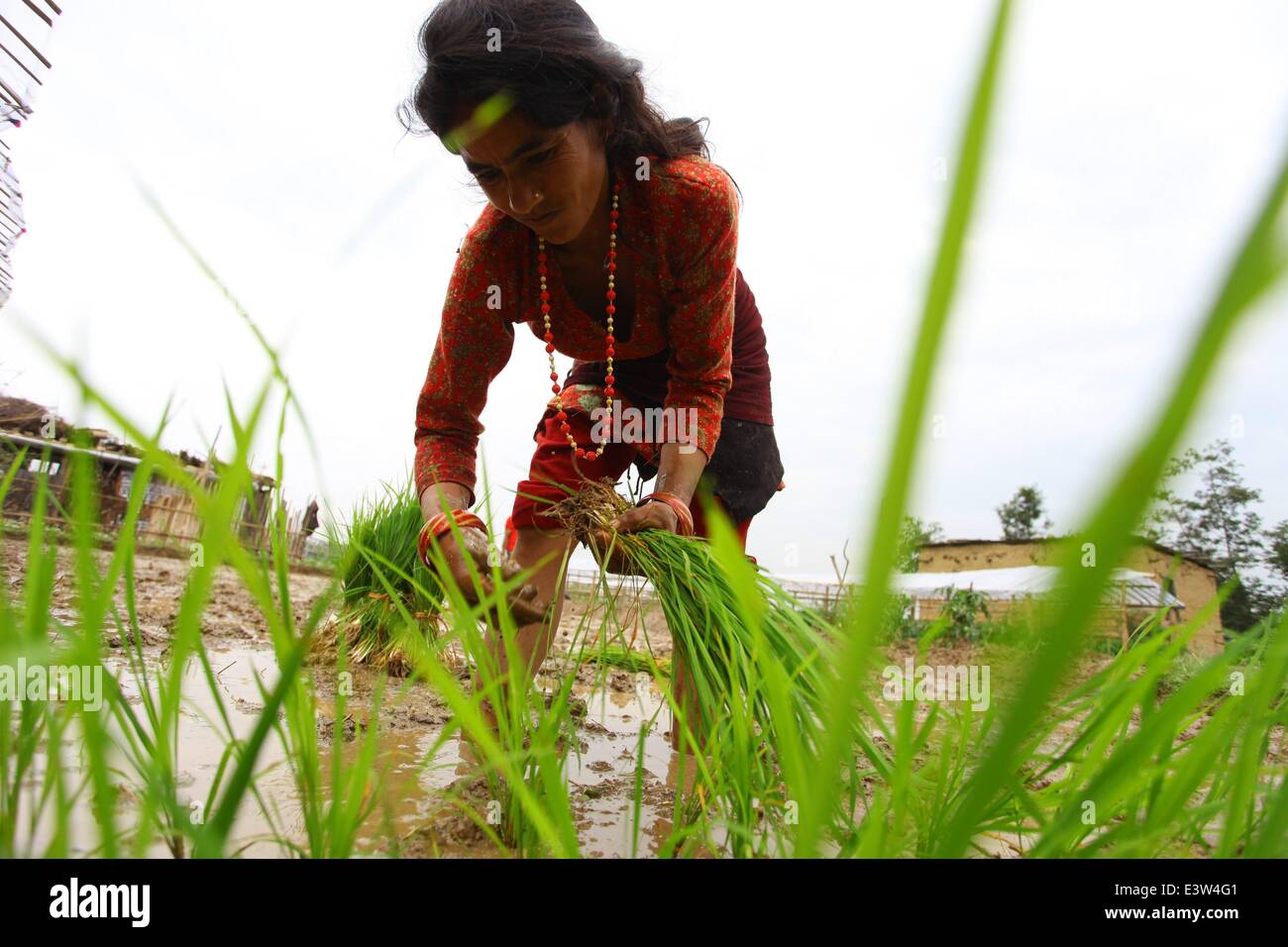 Rice farmers during planting hi-res stock photography and images - Alamy