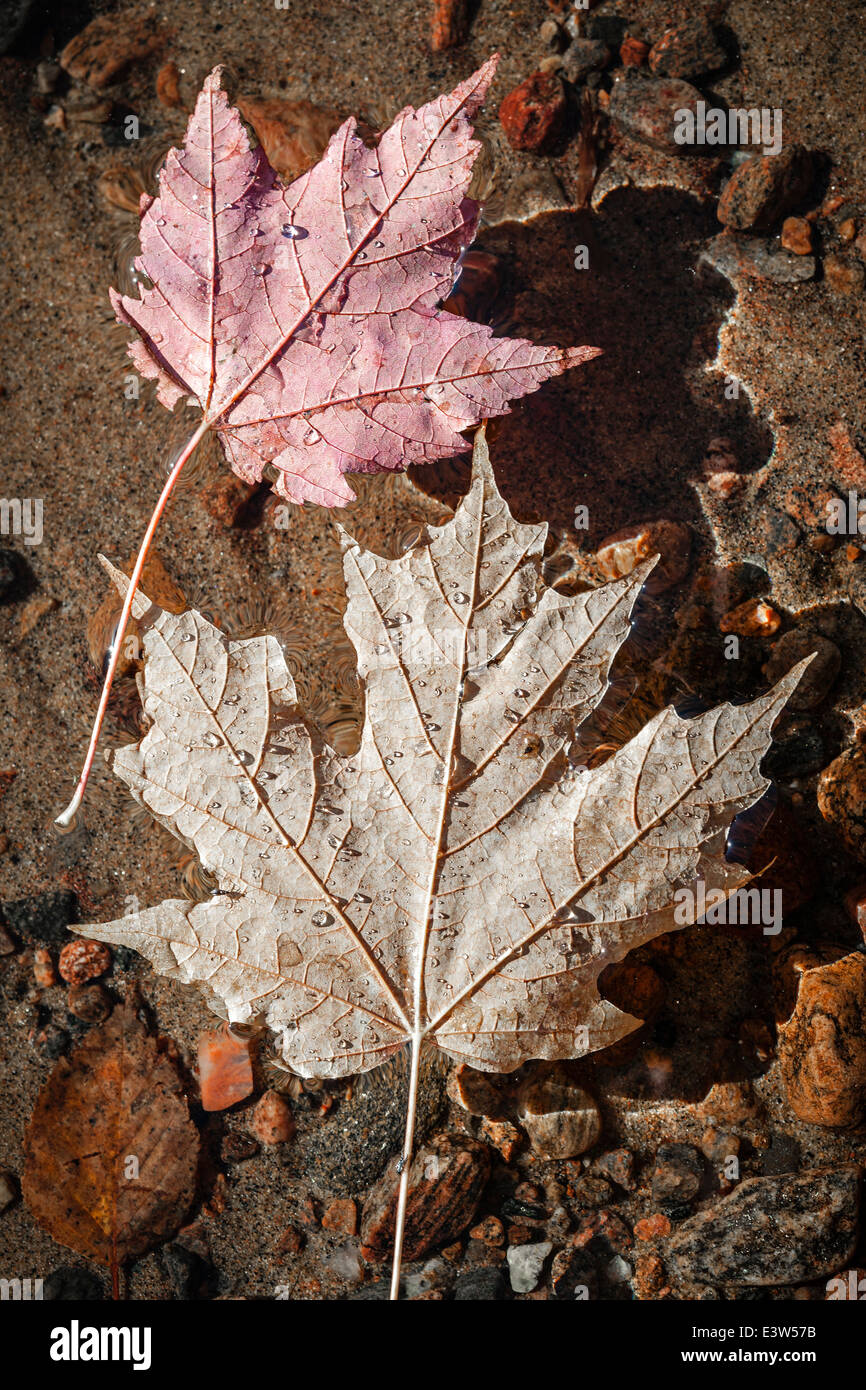 Floating leaf leaves hi-res stock photography and images - Alamy