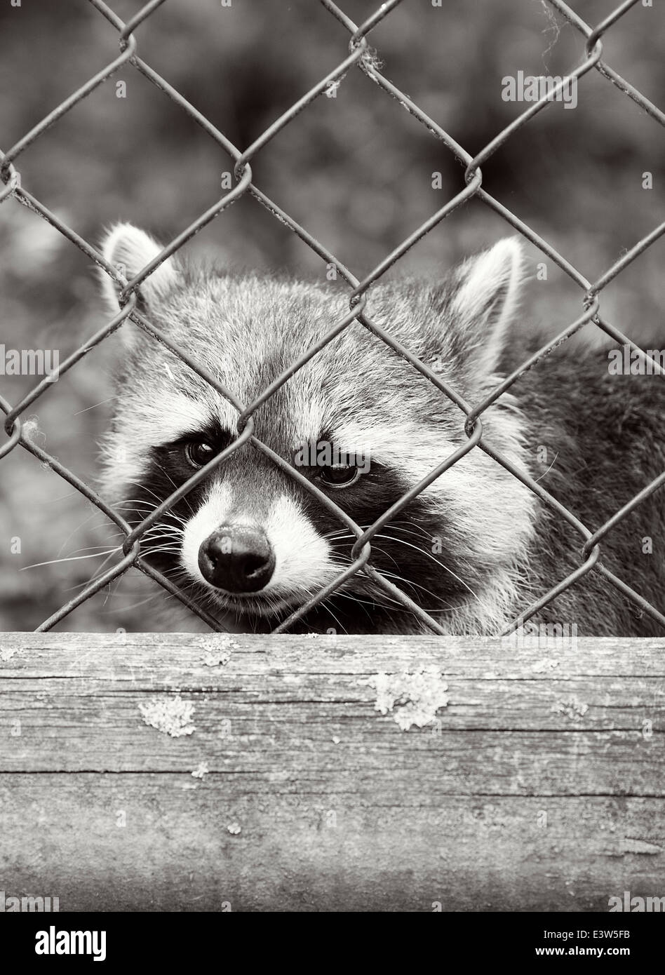 Rspca wildlife hi-res stock photography and images - Alamy