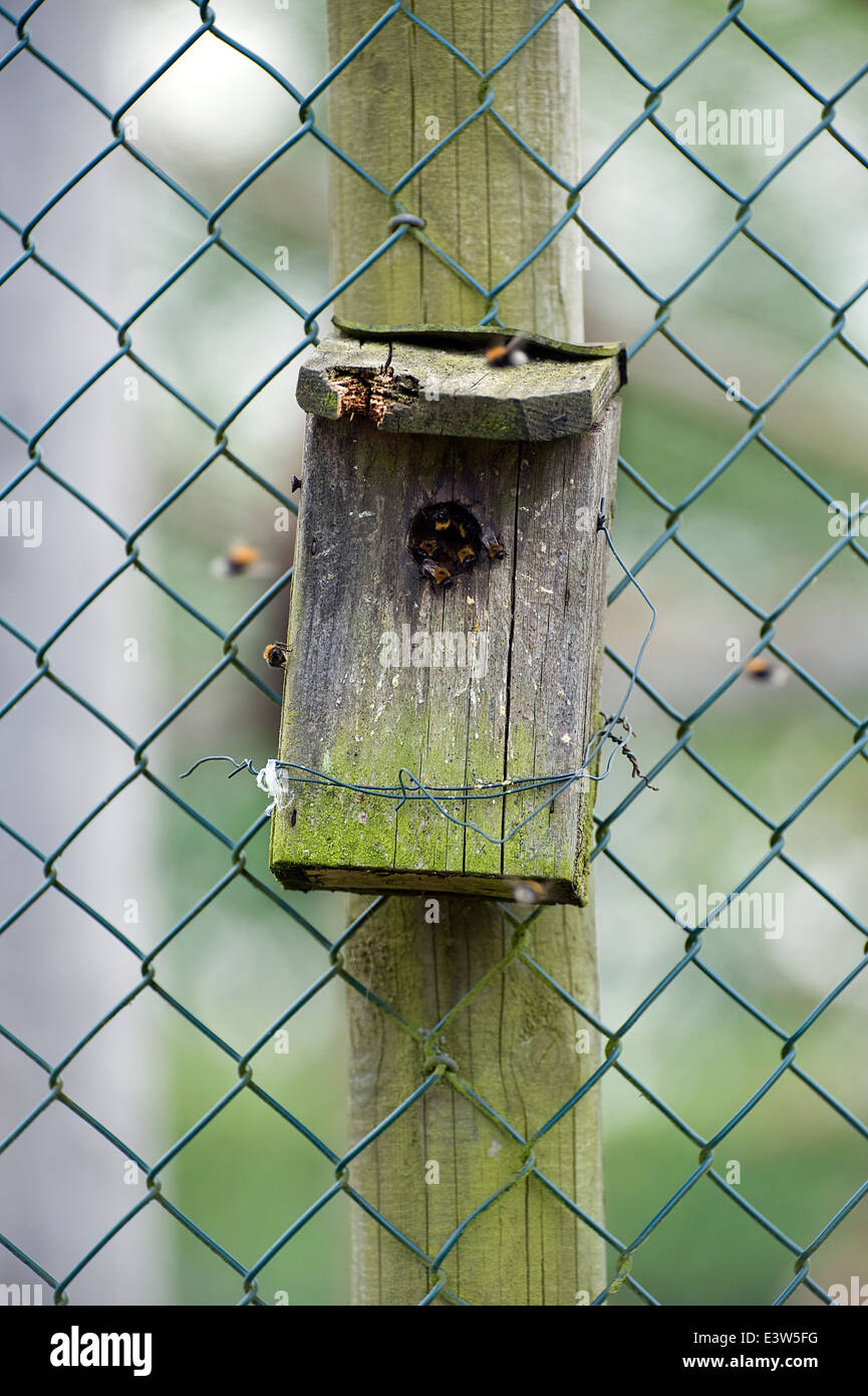 Wild bees swarmed into a bird box Stock Photo - Alamy