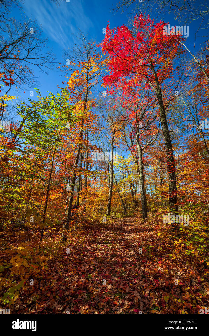 Autumn trees with colorful leaves in fall forest and hiking trail at ...