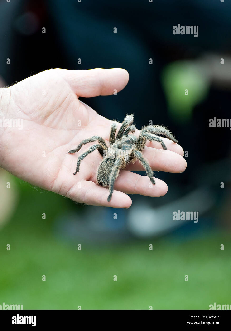 Small tarantula hi-res stock photography and images - Alamy
