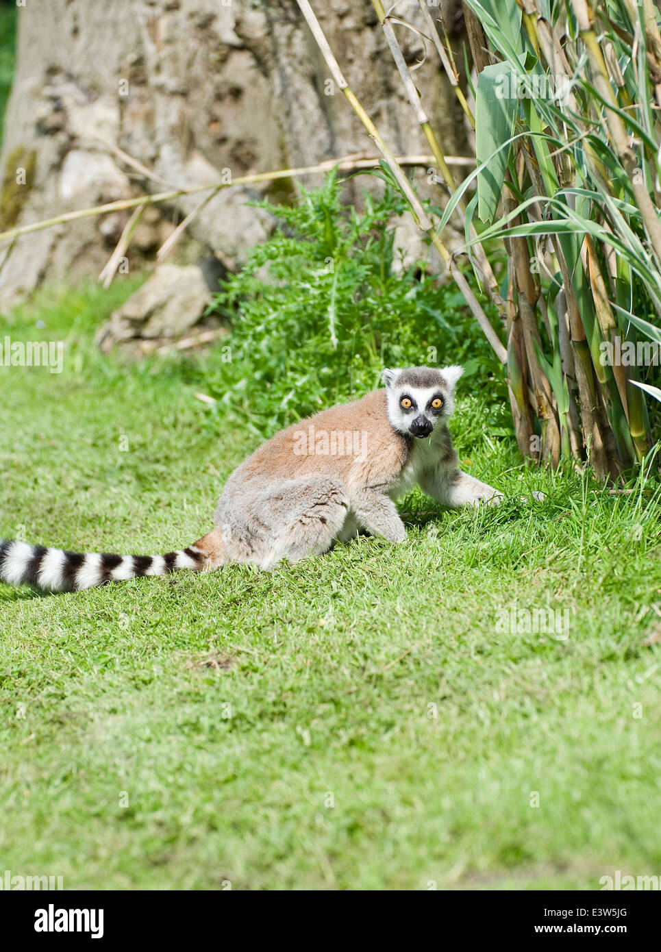 A Ring-tailed Lemur Stock Photo - Alamy