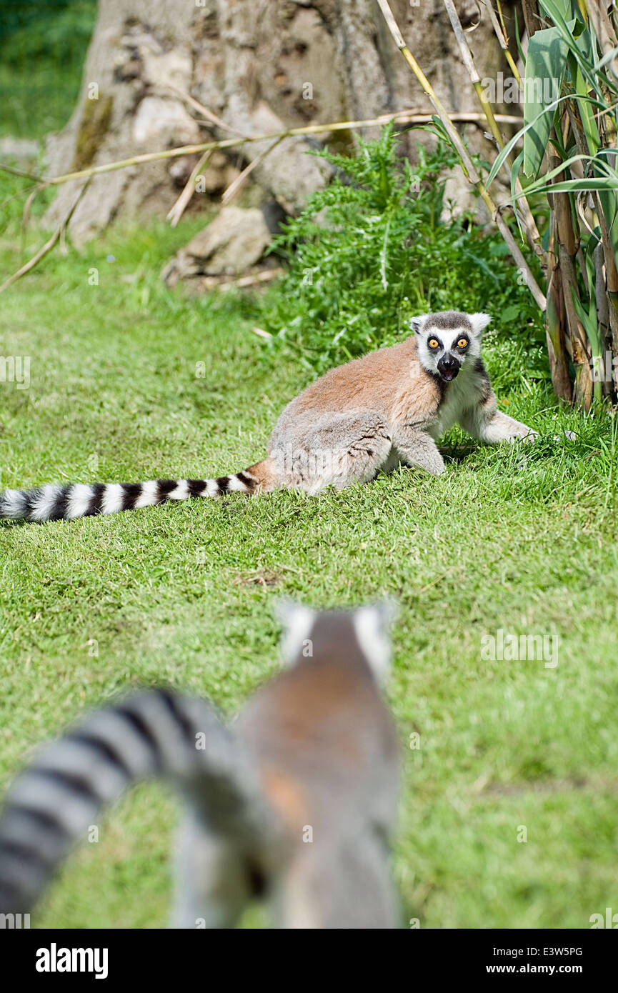 Ring-tailed Lemur's playing Stock Photo - Alamy