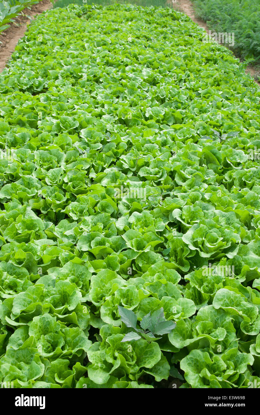 Rows of planted lettuce Stock Photo - Alamy