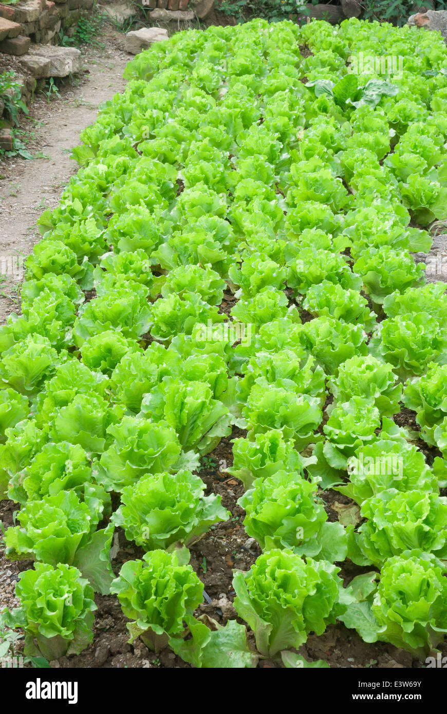 rows of planted lettuce at backyard Stock Photo - Alamy